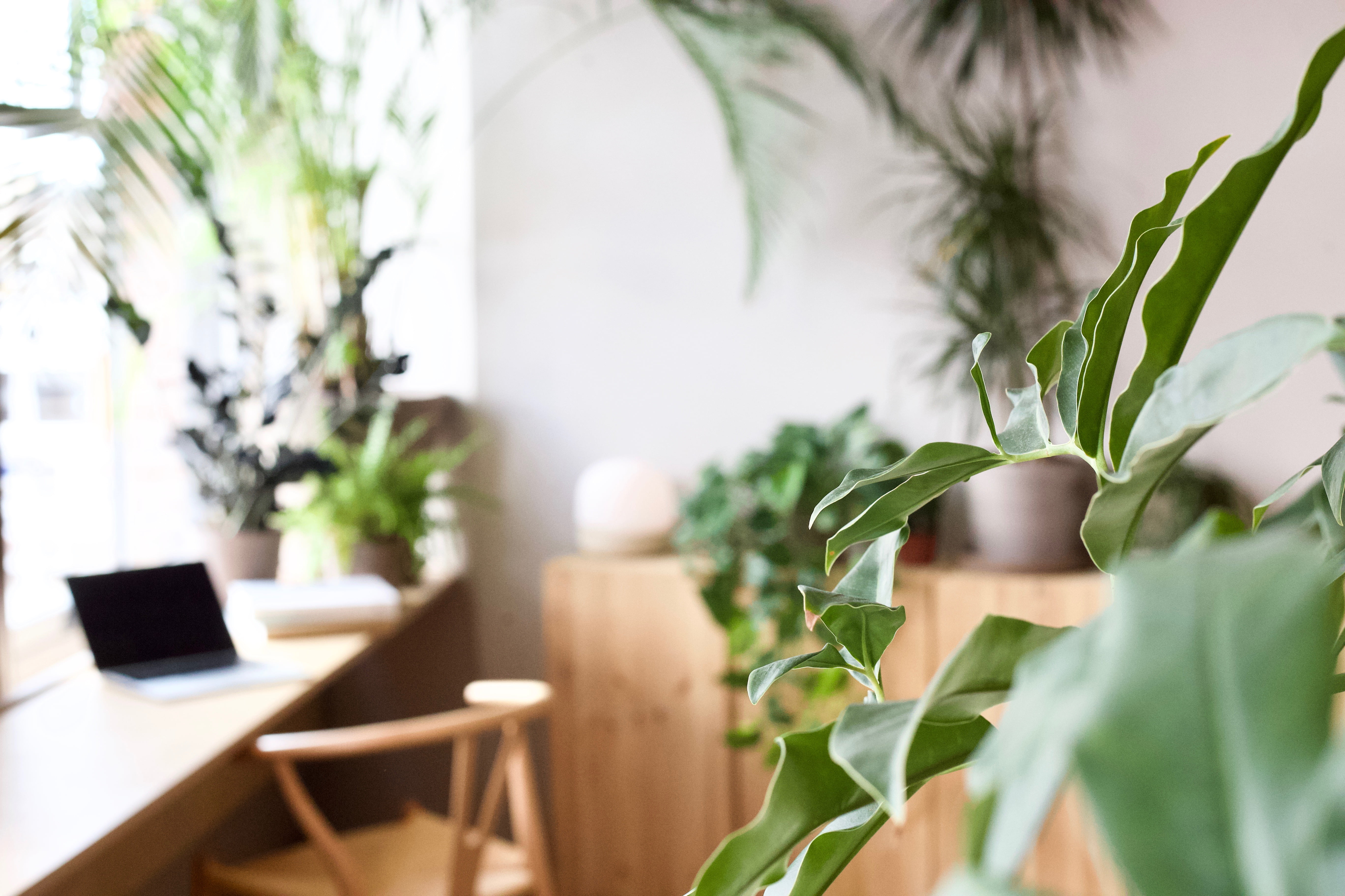 Amazon Rainforest Inspired Decor: Bring It To You | Topology Interiors